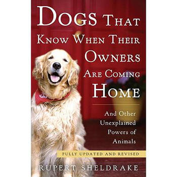 Dogs That Know When Their Owners Are Coming ...