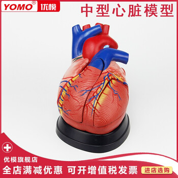 优模 心脏模型放大 医用心脏解剖模型 医学科学生理解剖科普教学模型人体内脏器官模具 3倍放大 中型心脏解剖模型BOU-XC307D