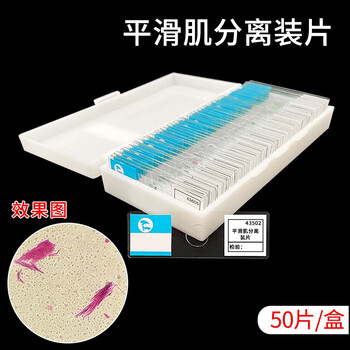 生物切片永久装片人血涂片人体四大组织字母e上字初高中神经装片 平滑肌分离装片50片