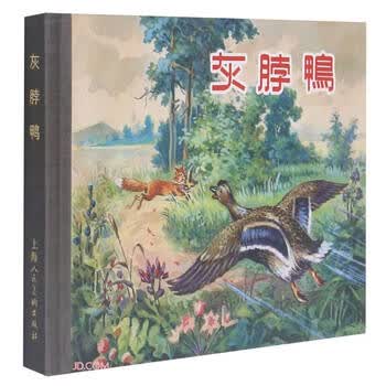 灰脖鸭(精)