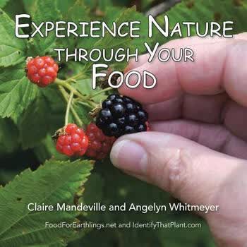 Experience Nature Through Your Food: Foodforeart