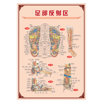 中医养生文化宣传画海报展板足部反射区挂图足疗穴位墙贴画覆膜防水贴纸WSA57 WSA57-03 足部反射区 40*30厘米 覆膜防水PP贴纸