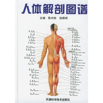 人体解剖图谱