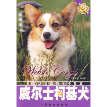 威尔士柯基犬 许勇茜