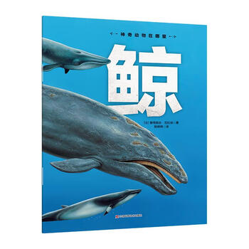 神奇动物在哪里-鲸
