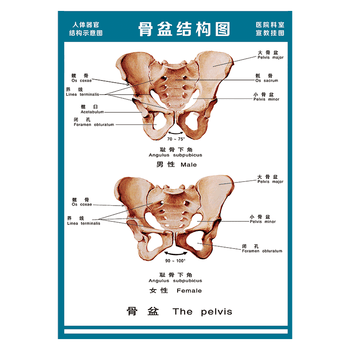 医院科室宣教挂图人体结构示意图器官解剖图全身骨骼图宣传画墙贴画覆膜防水贴纸WSA51 WSA51-04 骨盆结构图 70*50厘米 覆膜防水PP贴纸