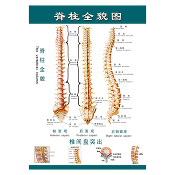 中医宣传画挂图中药配伍禁忌歌十八反十九畏歌脊柱图墙贴画WSA WSA39 脊柱全貌图 80*60厘米 覆膜防水PP贴纸
