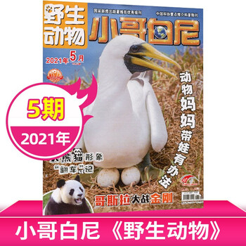 【包邮现货速发】小哥白尼杂志每月单期持续更新【军事科学】【野生动物】【神奇星球】【趣味科学】4刊可选 2021年5期野生动物