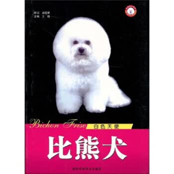 白色天使:比熊犬