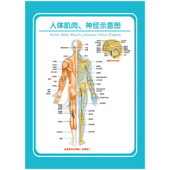 医院科室挂图解剖图人体神经系统概观示意图宣传画贴画WSA52 WSA52-01 人体肌肉神经示意图 120*80厘米 PP覆膜防水贴纸