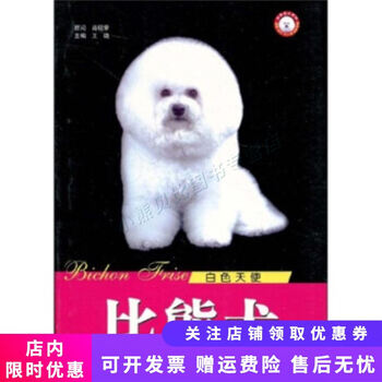 白色天使比熊犬