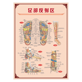 中医养生按摩国家标准足穴挂图脚底足部反射区宣穴位图传画WSA WSA57-03 足部反射区 50x70cm  PP覆膜贴纸