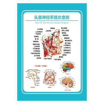 医院挂图解剖图肛管直肠人体结构神经系统概观示意图宣传画WSA52 WSA52-02 头部神经系统示意图 70*100cm  PP覆膜贴纸