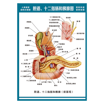 医院科室宣教挂图人体结构示意图器官解剖图全身骨骼图宣传画墙贴画覆膜防水贴纸WSA51 WSA51-01 胆道十二指肠和胰图 80*60厘米 覆膜防水PP贴纸