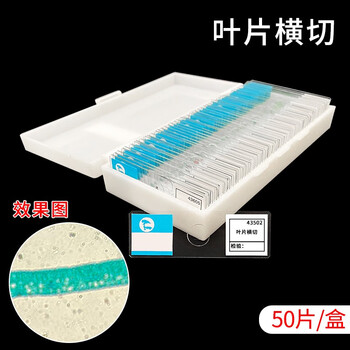 生物切片永久装片人血涂片人体四大组织字母e上字初高中神经装片 叶片横切50片