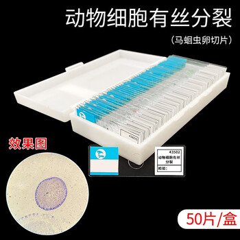 生物切片永久装片人血涂片人体四大组织字母e上字初高中神经装片 动物细胞有丝分裂50片