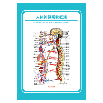 医院科室挂图解剖图人体神经系统概观示意图宣传画贴画WSA52 WSA52-05 人体神经系统概观 100*70厘米 PP覆膜防水贴纸