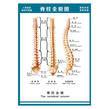 医院科室宣教挂图人体结构示意图器官解剖图全身骨骼图宣传画墙贴画覆膜防水贴纸WSA51 WSA51-05 脊柱全貌图 60*40厘米 覆膜防水PP贴纸