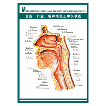 定制医院挂图海报人体器官系统结构图示意图解剖图墙贴画覆膜防水贴纸WSA12 WSA12-04 鼻腔口腔正中矢状图 100*70厘米 覆膜防水PP贴纸