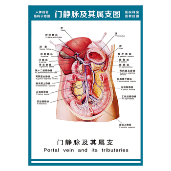医院科室宣教挂图人体结构示意图器官解剖图全身骨骼图宣传画墙贴画覆膜防水贴纸WSA51 WSA51-06 门静脉及其属支图 120*80厘米 覆膜防水PP贴纸