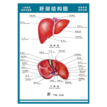医院科室宣教挂图人体结构示意图器官解剖图全身骨骼图宣传画墙贴画覆膜防水贴纸WSA51 WSA51-02 肝部结构图 70*50厘米 覆膜防水PP贴纸
