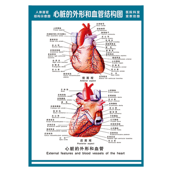 医院科室挂图人体解剖图心脏外形和血管结构图示意图宣传画WSA51 WSA51-20 心脏外形和血管 120*80厘米