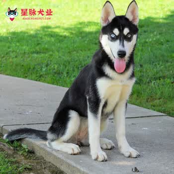 星脉 哈士奇犬幼犬活体 纯种西伯利亚哈士奇阴阳眼二哈二货狗狗 公母宠物狗狗活体小狗幼崽 疫苗齐全 冠军级 男狗狗【图片 价格 品牌 报价】-京东