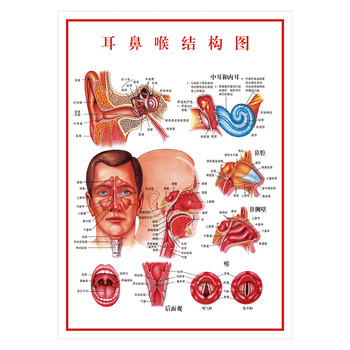 医院挂图宣传画海报耳鼻喉结构图示意图解剖图墙贴画覆膜防水贴纸WSA11 覆膜防水PP贴纸 70*50厘米