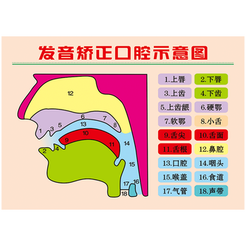 发音器官图解宣传画海报挂图发音矫正口腔示意图墙贴画覆膜防水贴纸WSA83 WSA83-01 发音矫正口腔示意图 100*70厘米 PP覆膜防水贴纸