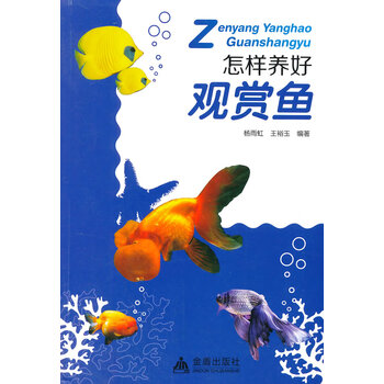 怎样养好观赏鱼