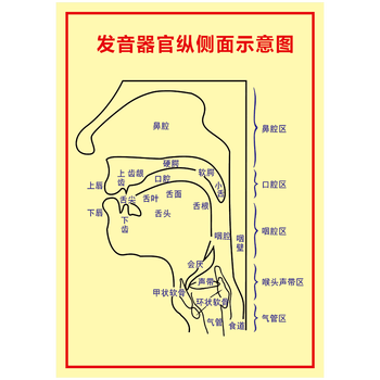 发音器官图解宣传画海报挂图发音矫正口腔示意图墙贴画覆膜防水贴纸WSA83 WSA83-03 发音器官纵侧面示意图 80*60厘米 PP覆膜防水贴纸