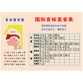 发音器官图解宣传画海报挂图发音矫正口腔示意图墙贴画覆膜防水贴纸WSA83 WSA83-02 发音器官图 80*60厘米 PP覆膜防水贴纸