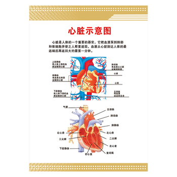 医院科室挂图人体解剖图心脏外形和血管结构图示意图宣传画WSA51 WSE43-04 心脏示意图 60*40厘米
