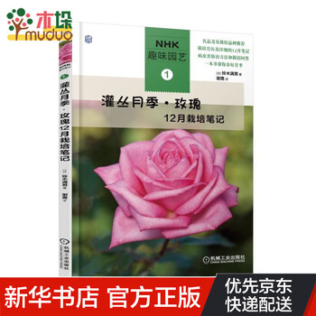 灌丛月季玫瑰12月栽培笔记/趣味园艺