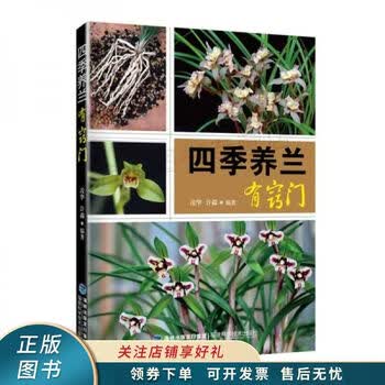 四季养兰有窍门 凌华