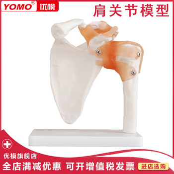 优模 人体关节模型 肩肘手髋膝踝关节功能附韧带模型 手足脚关节医用骨骼教学模型 XC-109 肩关节模型