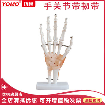 优模 人体关节模型 肩肘手髋膝踝关节功能附韧带模型 手足脚关节医用骨骼教学模型 XC-114A 手关节模型带韧带