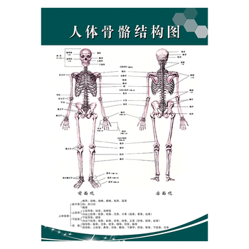 医院科室挂图宣传画海报挂画人体骨骼结构图示意图贴画WSA24 覆膜防水PP贴纸 40*30厘米