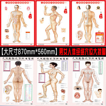 人体经络穴位标准挂图（套）（男性+女性1套6张挂图）医学挂图用图 人体经络大挂图家用中医美体针灸艾 (女性+男性1套6张挂图)