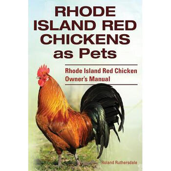 Rhode Island Red Chickens as Pets. Rhode Isl...