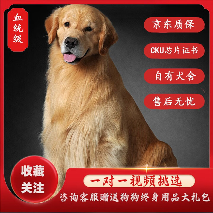 咯咪纯种金毛犬活体狗狗金毛幼犬巡回猎犬中型犬导盲犬宠物狗幼崽 血统级【图片 价格 品牌 报价】-京东