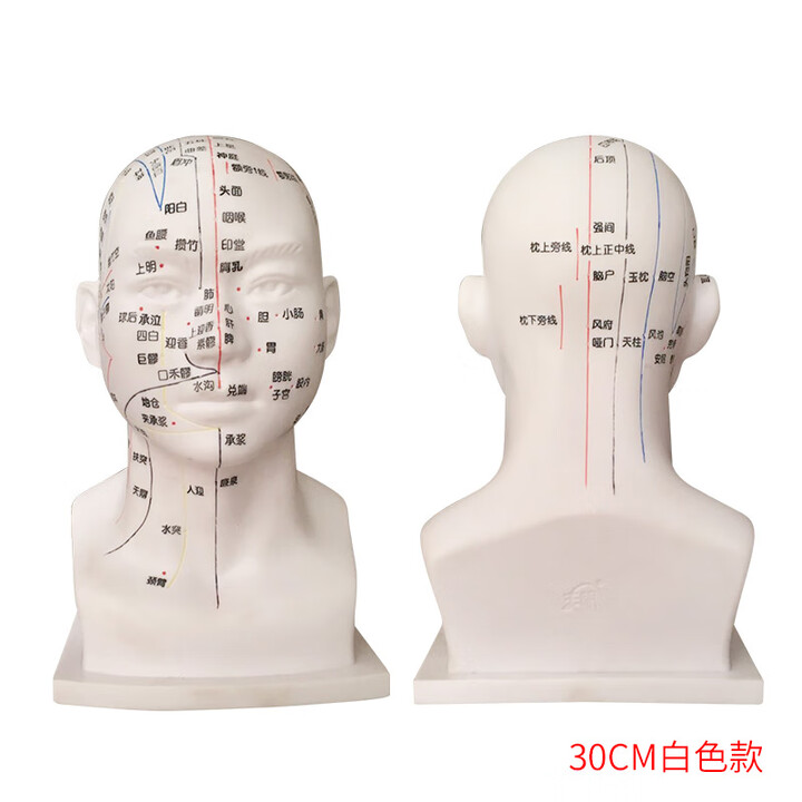 美衣羊头部穴位模型头模人体经络图教学大头部47厘米针灸腧穴模型 30厘米白色头【图片 价格 品牌 报价】-京东