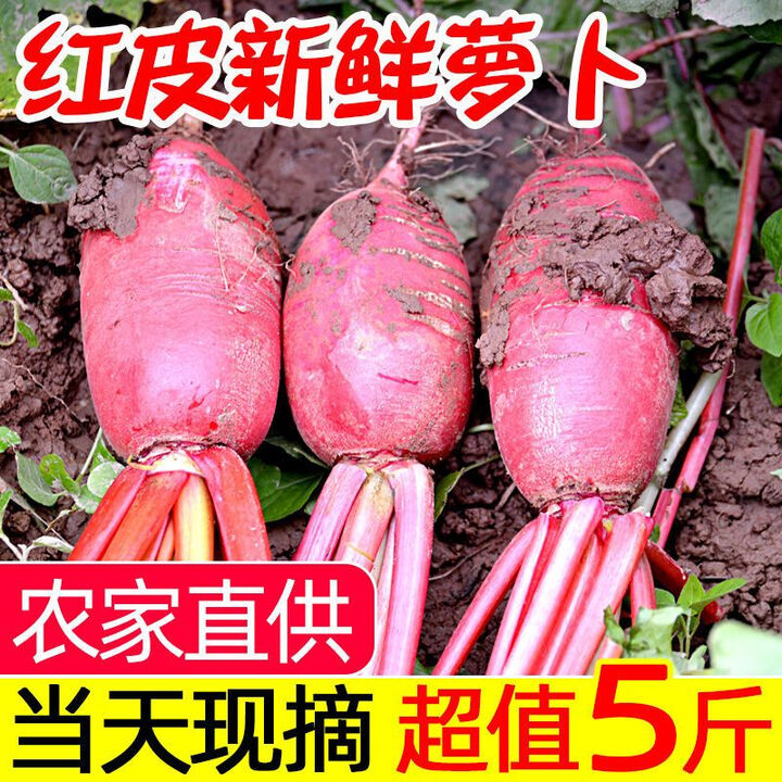 现挖红萝卜红皮水萝卜白肉新鲜蔬菜泡菜当季蔬菜冬季泡菜胭脂萝卜 红皮白心萝卜5斤装【图片 价格 品牌 报价】-京东