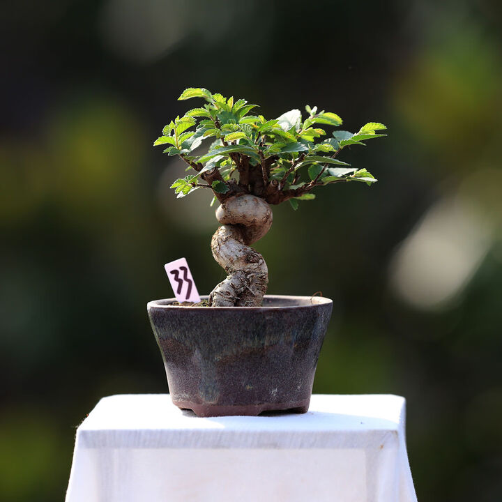 矮霸坨子拇指盆景榔榆盆景小叶榔榆微型盆景指尖迷你榆树造型盆景 天蓝色33号 含盆【图片 价格 品牌 报价】-京东